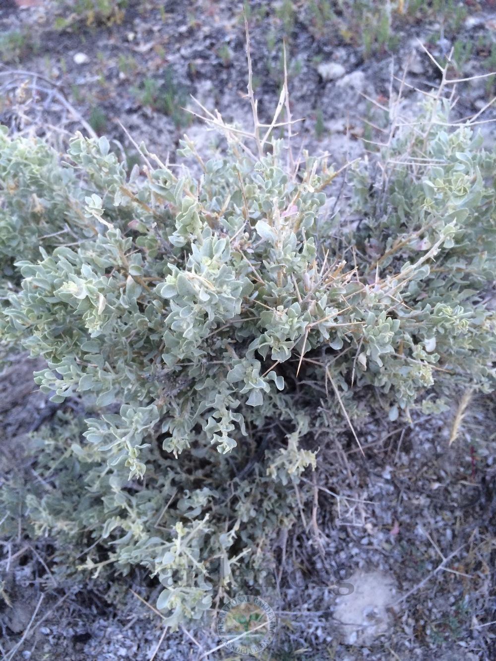 Shadscale (Atriplex confertifolia) - Garden.org