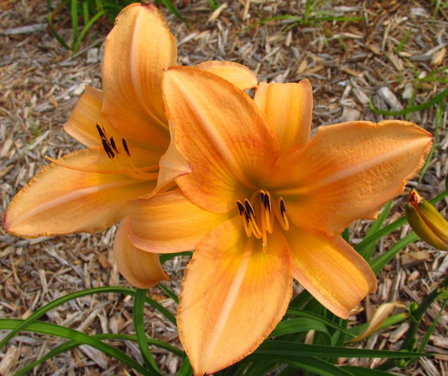 Daylily (Hemerocallis 'Kathleen Elsie Randall') in the Daylilies ...