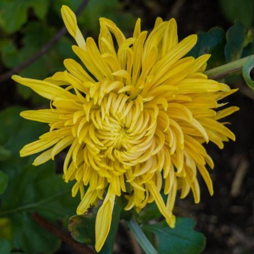 Football Mum (Chrysanthemum 'Ticonderoga') - Garden.org