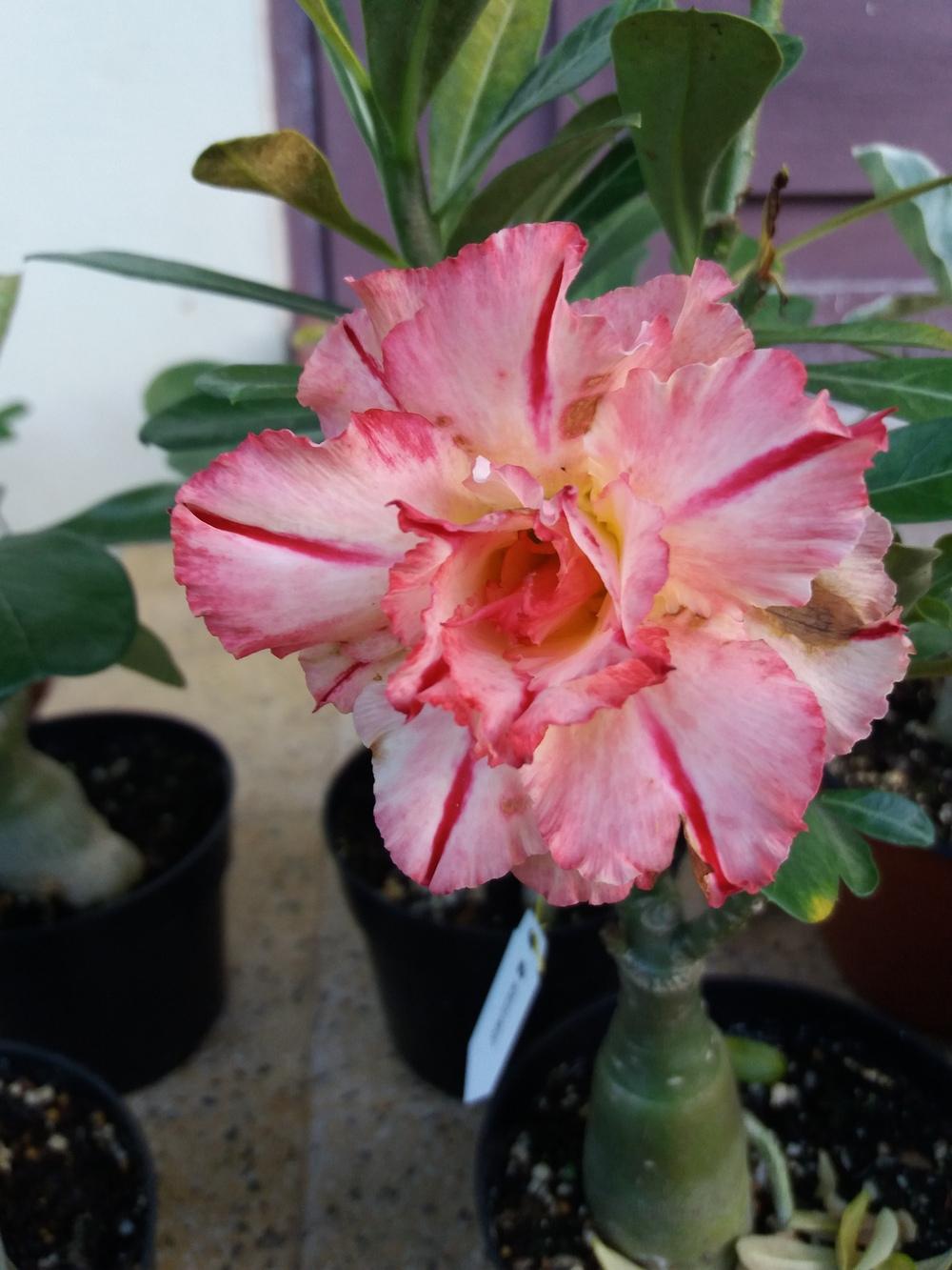 Adenium Blooms in the Adeniums forum - Garden.org