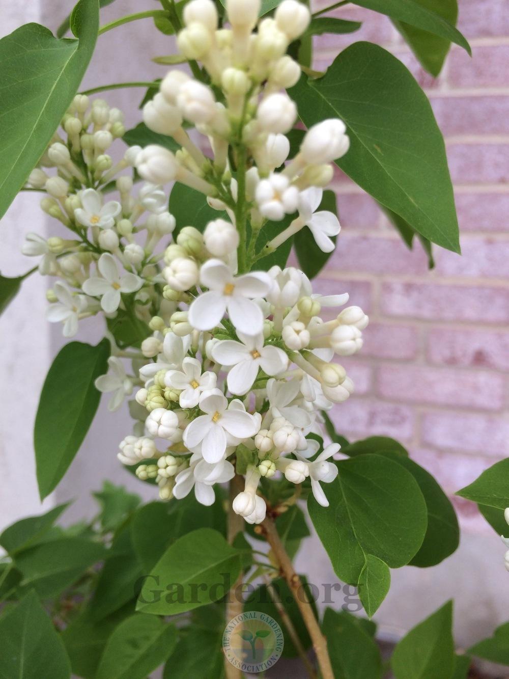 Common Lilac (Syringa vulgaris 'Alba') in the Lilacs Database - Garden.org