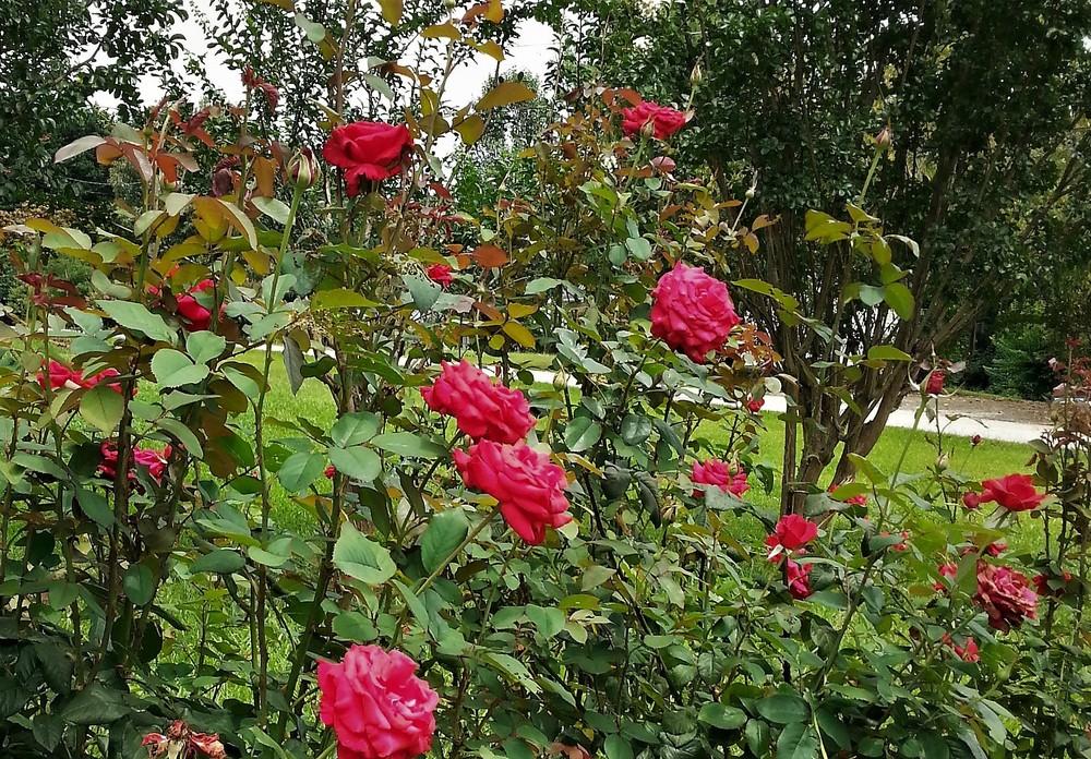 Photo of the entire plant of Rose (Rosa 'Let Freedom Ring') posted by ...