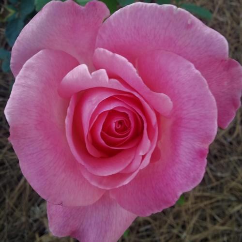 Rose (Rosa 'Babies Blush') in the Roses Database - Garden.org