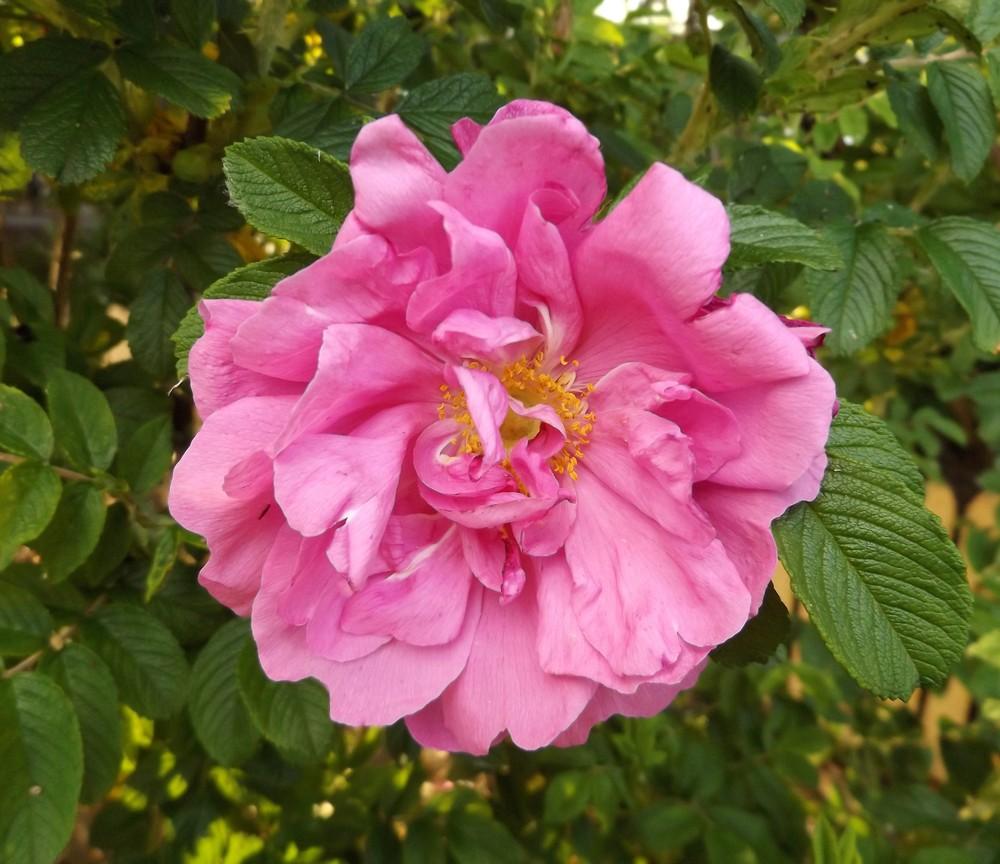Photo of the bloom of Rose (Rosa 'Belle Poitevine') posted by ...