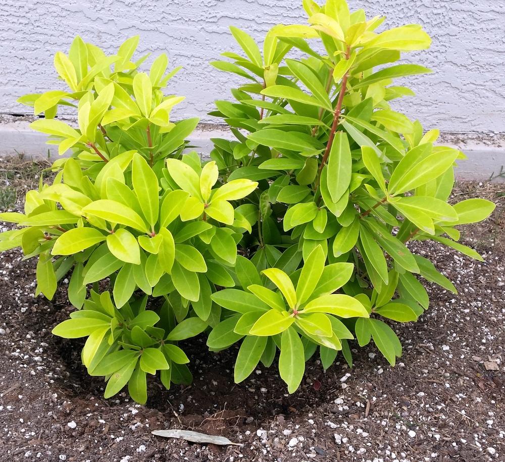 Small Anise Tree (Illicium parviflorum First Editions® BananAppeal ...