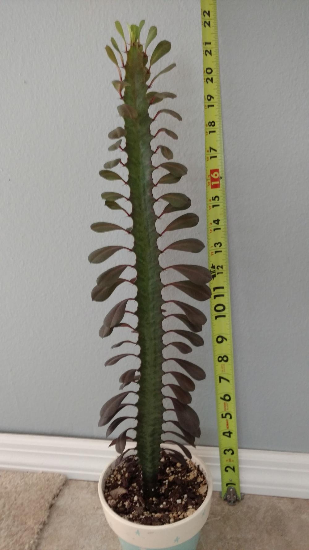 African Milk Tree (Euphorbia trigona 'Rubra') in the Euphorbias ...