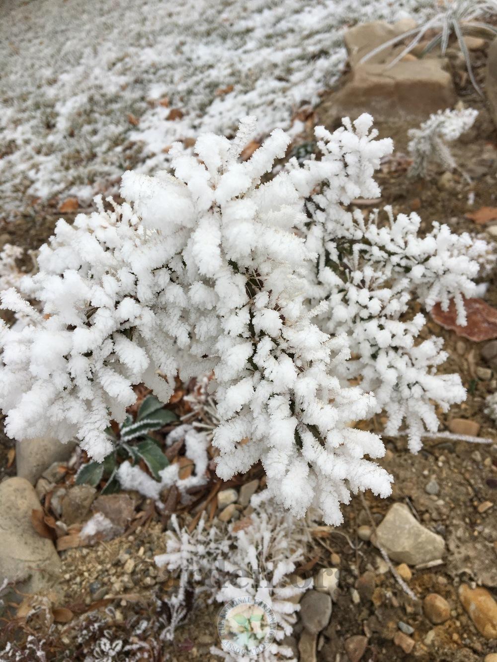 Tree Cholla (Cylindropuntia imbricata subsp. imbricata) in the Chollas ...