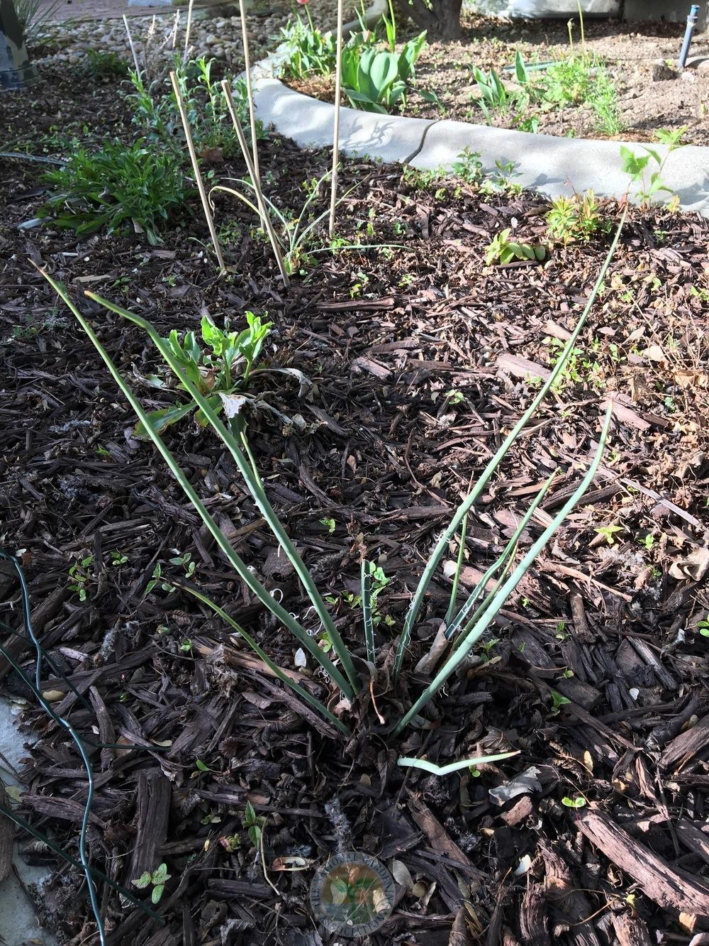 Yellow Yucca (Hesperaloe parviflora 'Yellow Sun') - Garden.org