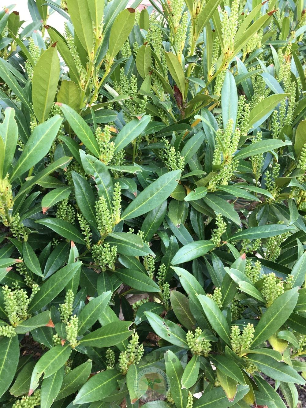 Photo of the closeup of buds, sepals and receptacles of English Laurel ...