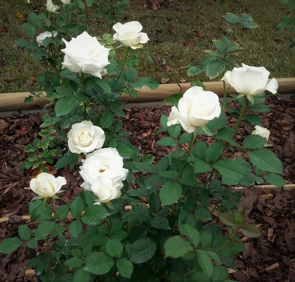 Rose (Rosa 'Randy Scott') in the Roses Database - Garden.org