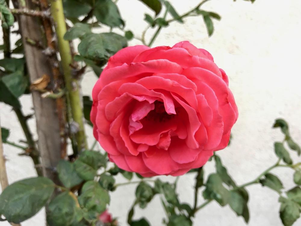 Photo of the bloom of Rose (Rosa 'America') posted by _Bleu_ - Garden.org