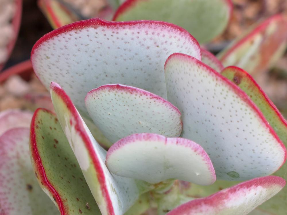 Crassulas: Plant Care and Collection of Varieties - Garden.org