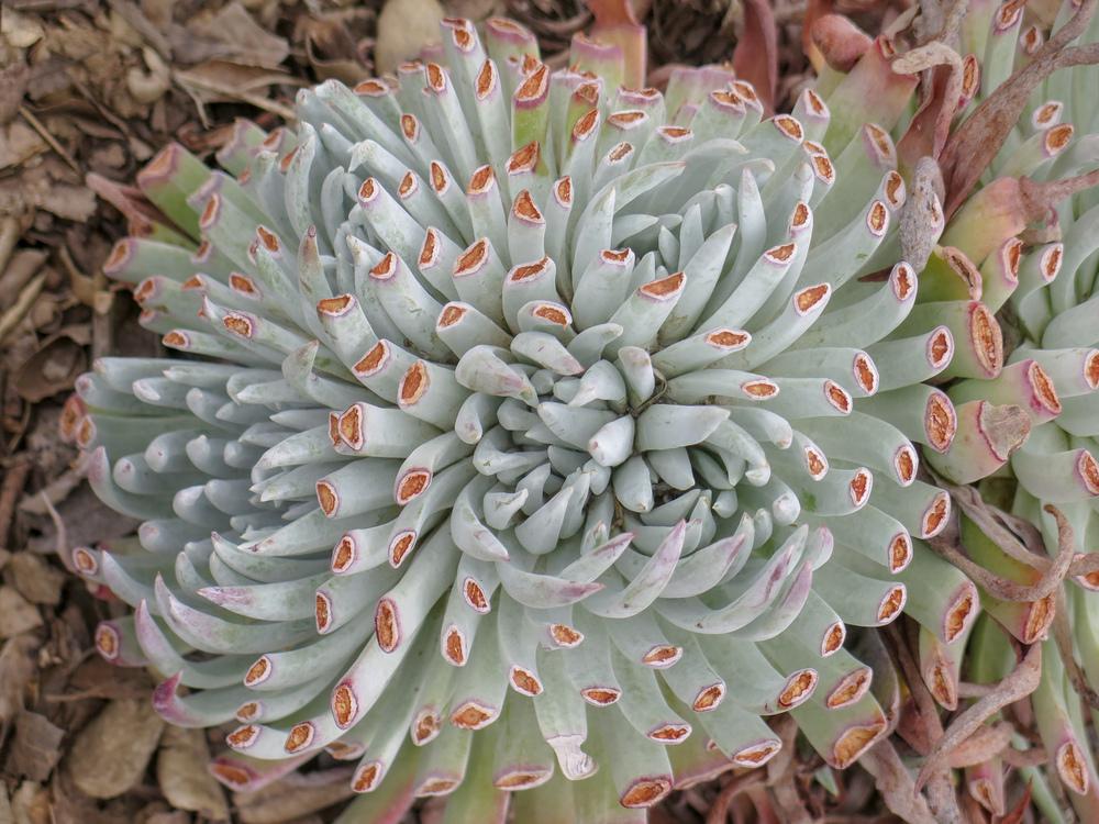 Dudleyas: Plant Care and Collection of Varieties - Garden.org