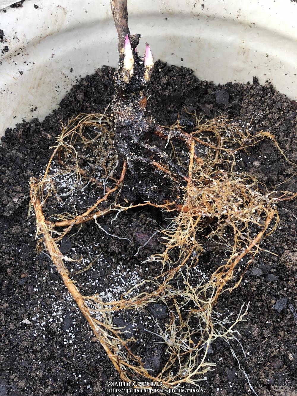 Growing Tree Peonies in Pots in the Peonies forum - Garden.org