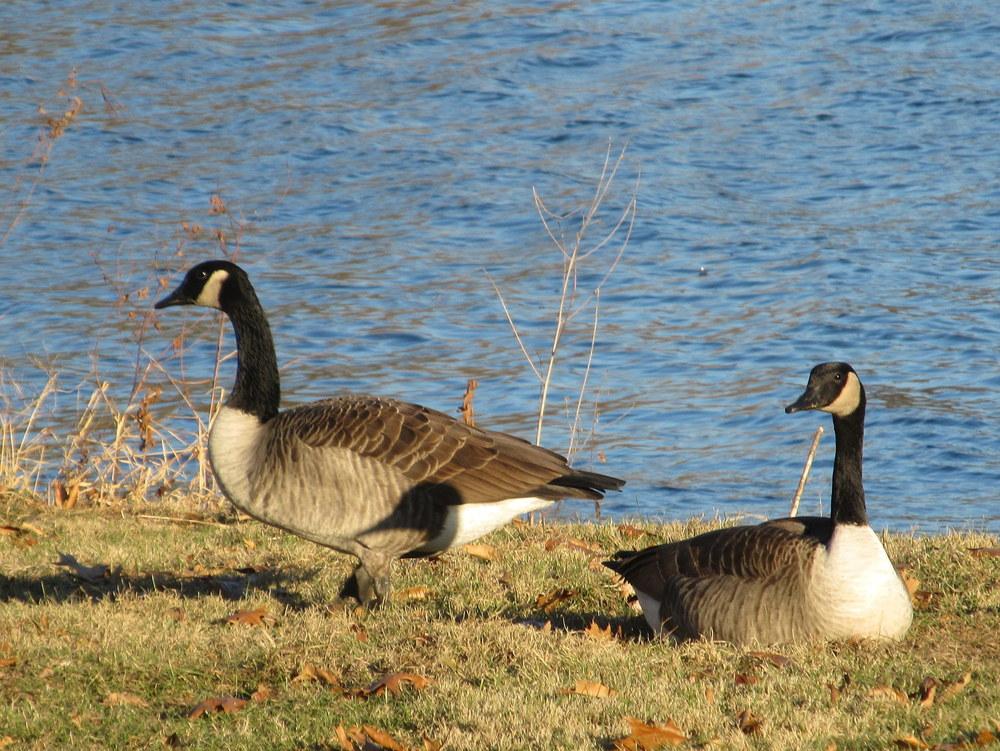 November Bird Pics 2018 in the Gardening for Butterflies, Birds and ...