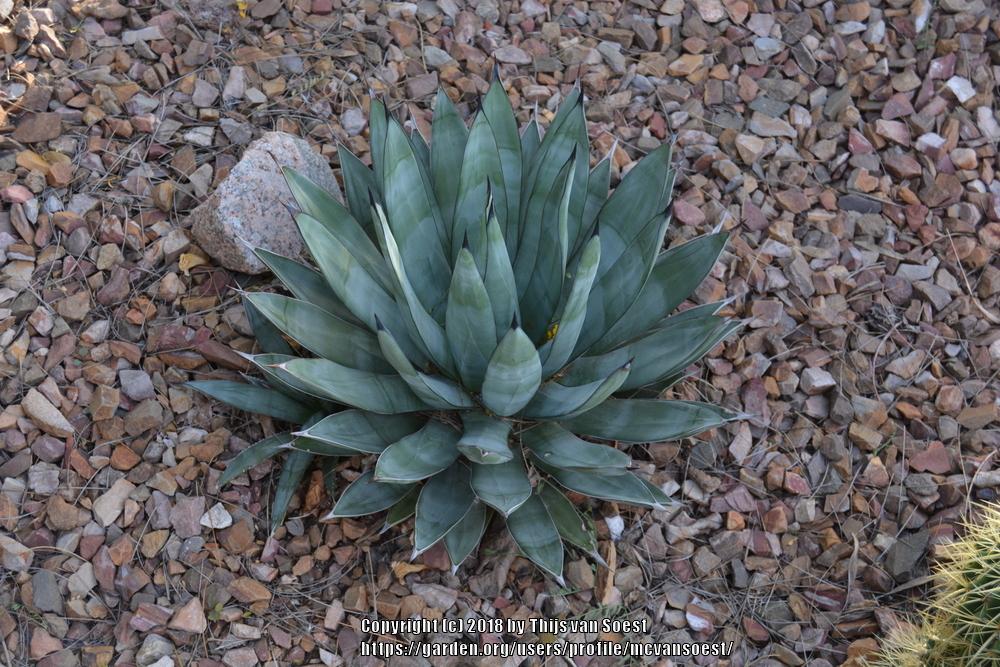 Agave 'Royal Spine' in the Agaves Database - Garden.org