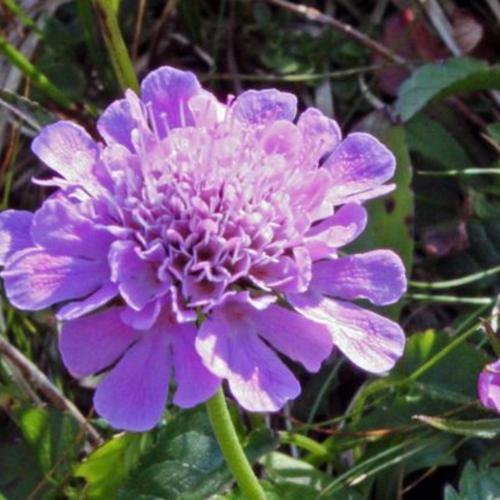 Shining Scabious (Scabiosa lucida) - Garden.org