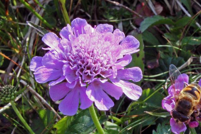 Shining Scabious (Scabiosa lucida) - Garden.org