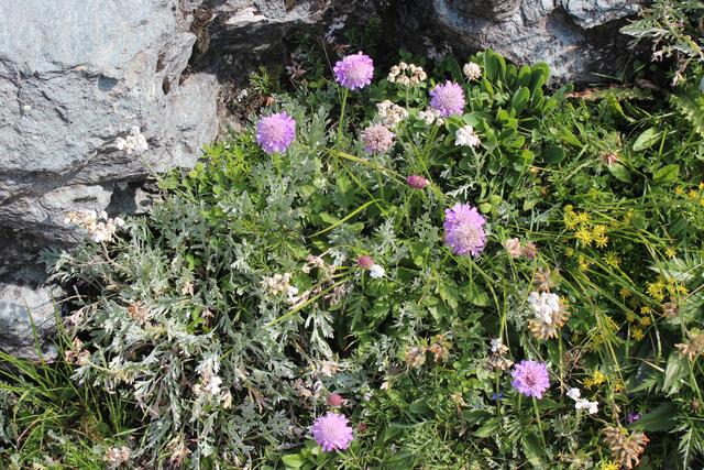 Photo of the entire plant of Shining Scabious (Scabiosa lucida) posted ...