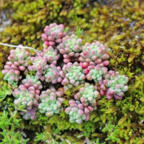 Red Stonecrop (Sedum rubens) in the Sedums Database - Garden.org