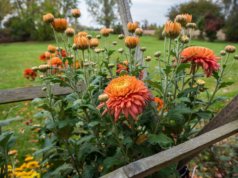 Photo of the stem, scape, stalk or bark of Football Mum (Chrysanthemum ...