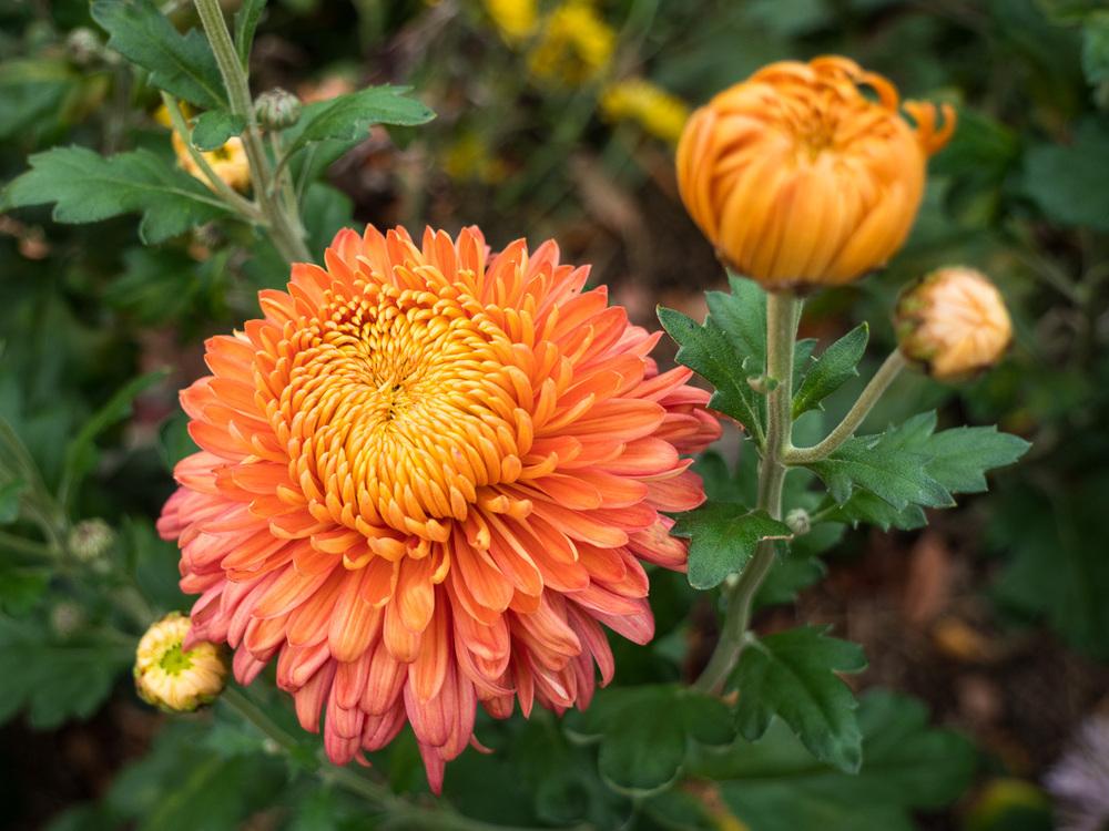 Football Mum (Chrysanthemum 'Coral Cavalier') - Garden.org
