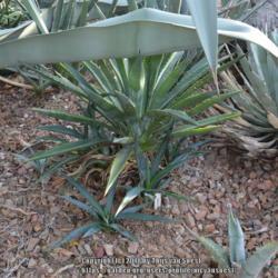 False Sisal (Agave decipiens) in the Agaves Database - Garden.org