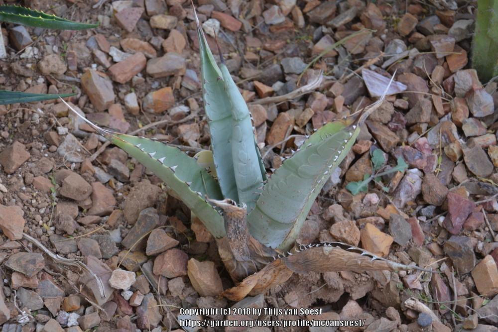 Zebra Agave (Agave zebra) in the Agaves Database - Garden.org