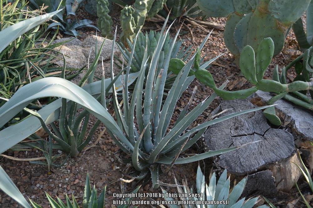 Agave (Agave difformis) in the Agaves Database - Garden.org