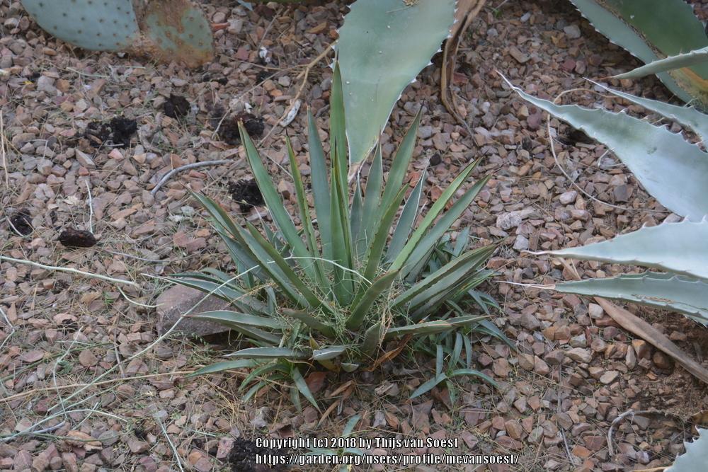 Arizona Agave (Agave x arizonica) in the Agaves Database - Garden.org