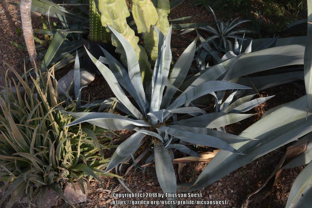 Agave 'Sawtooth' in the Agaves Database - Garden.org