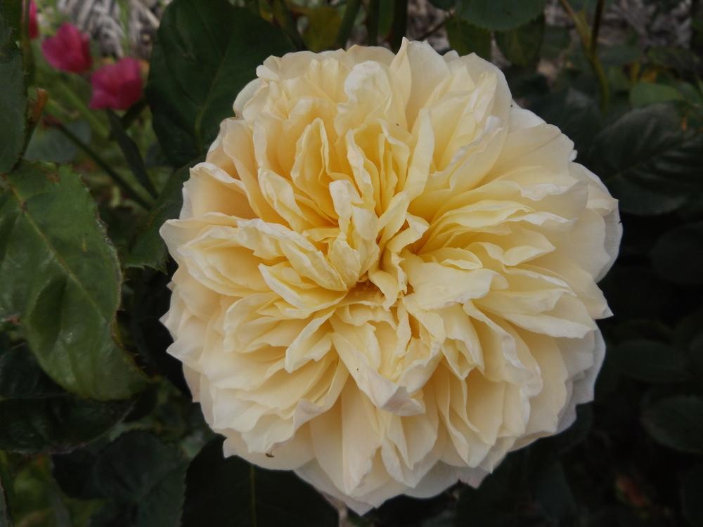 Photo of the bloom of Rose (Rosa 'Troilus') posted by LolaTasmania ...