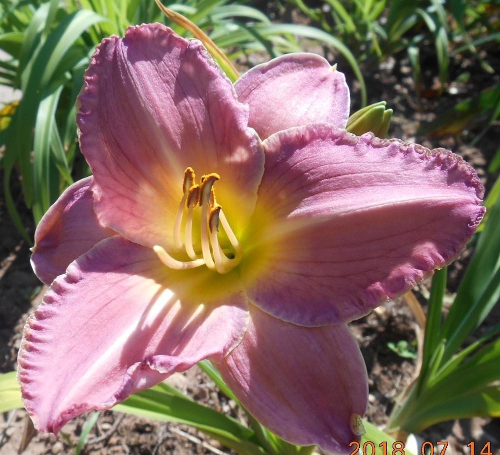 Daylily (Hemerocallis 'Dandy Doolittle') in the Daylilies Database ...
