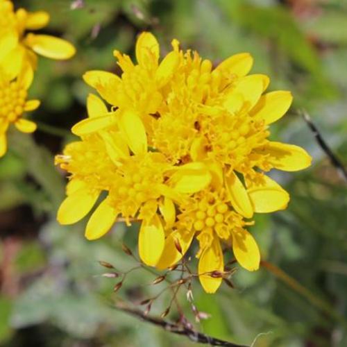 Jacobaea incana - Garden.org