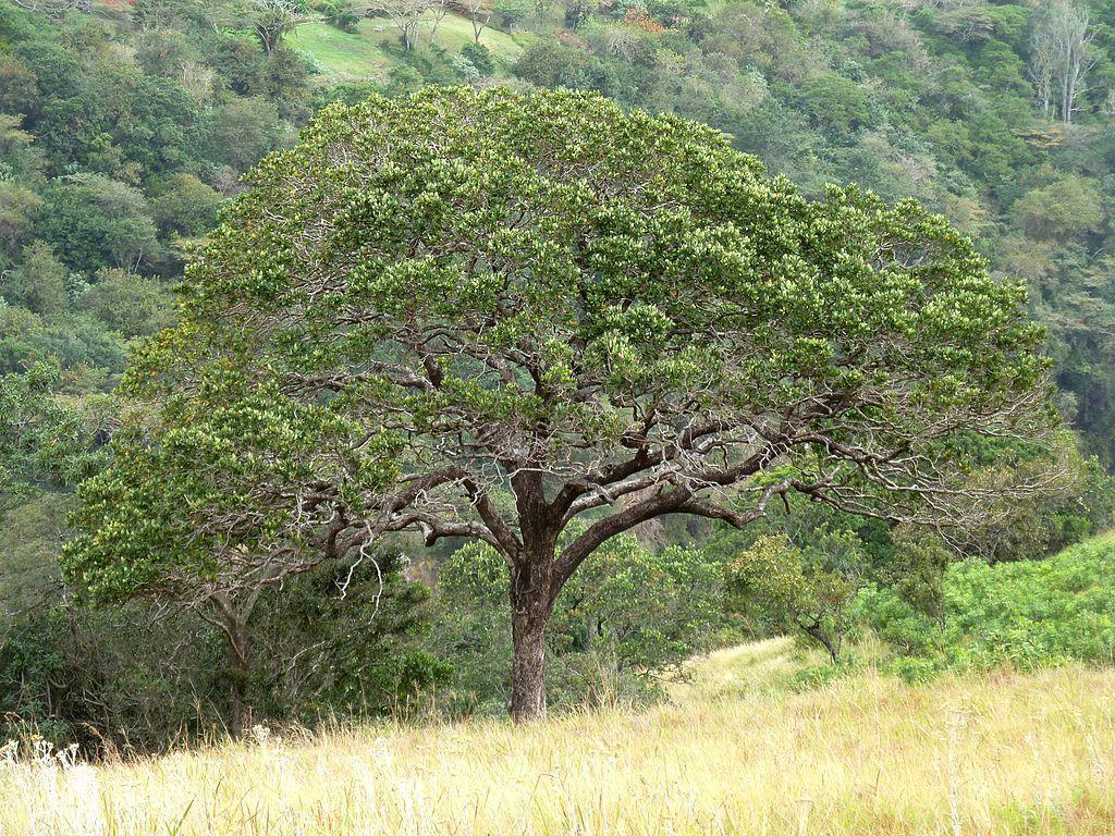 Red Milkwood (Mimusops obovata) - Garden.org