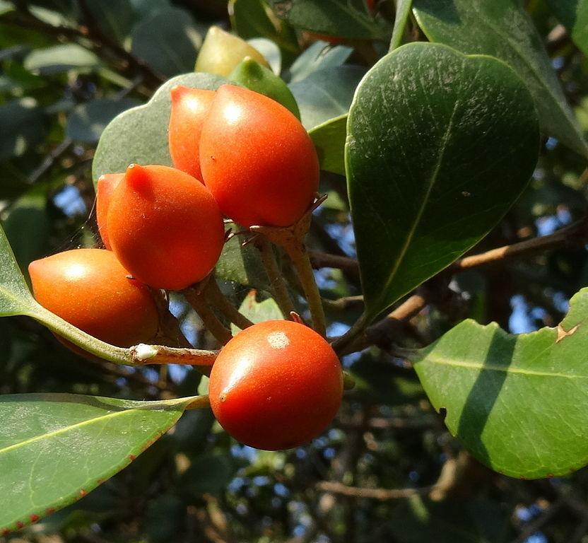 Coast Red Milkwood (Mimusops caffra) - Garden.org