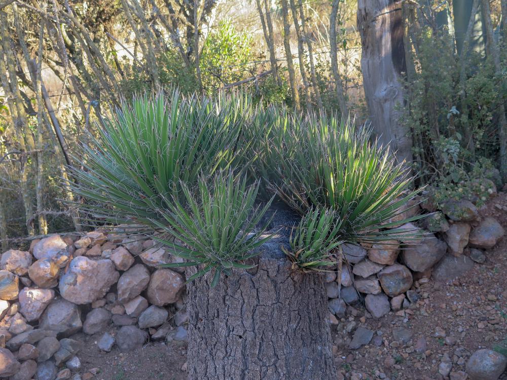 Photo of the emerging growth of Tree Yucca (Yucca filifera) posted by ...