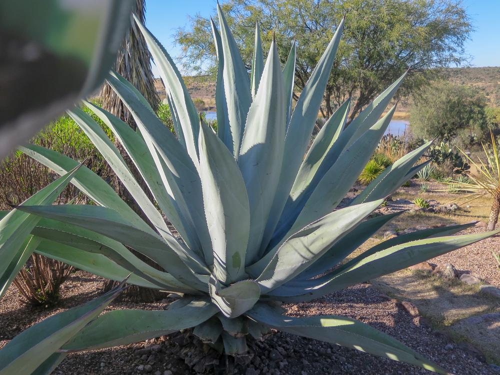 Mescal Blanco (Agave shrevei subsp. magna) in the Agaves Database ...