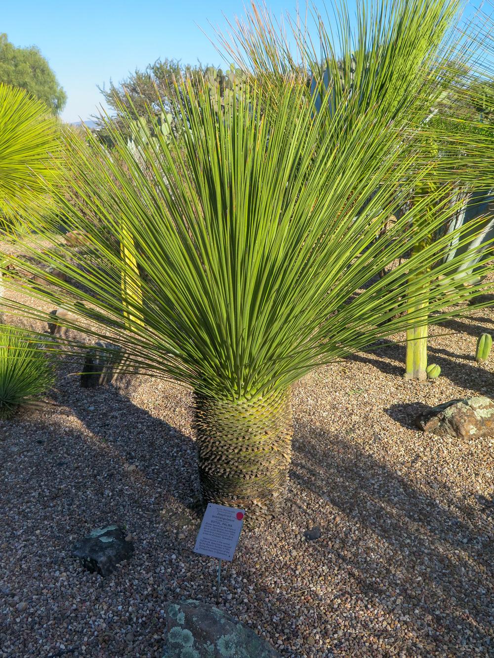 Toothless Sotol (Dasylirion quadrangulatum) - Garden.org