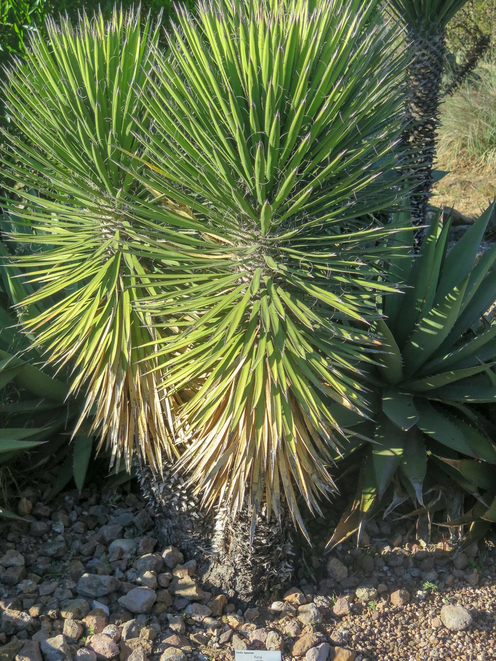 Photo of the entire plant of Datilillo (Yucca valida) posted by Baja ...