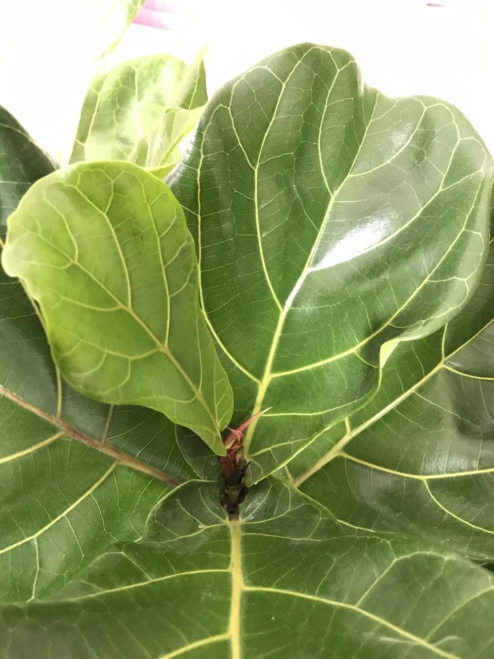 Fiddle Leaf Fig Root Bound? Leaves turning brown? in the Ask a Question ...