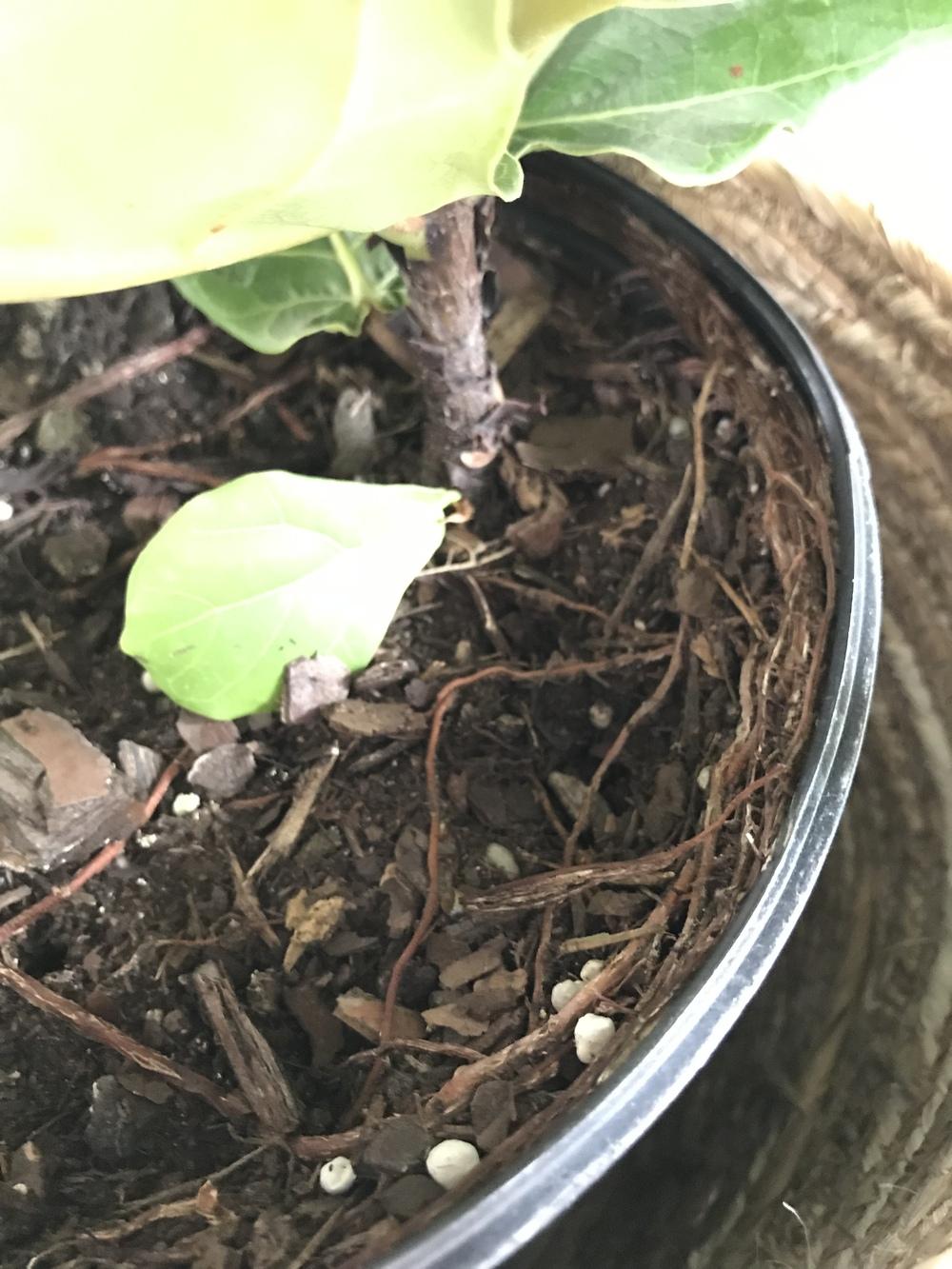 Fiddle Leaf Fig Root Bound? Leaves turning brown? in the Ask a Question ...