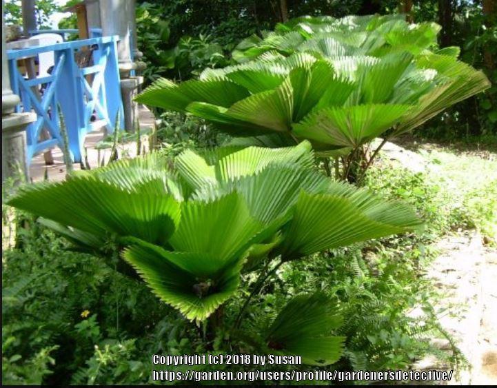 Coyaba Gardens Ocho Rios Jamaica in the Plant ID forum - Garden.org