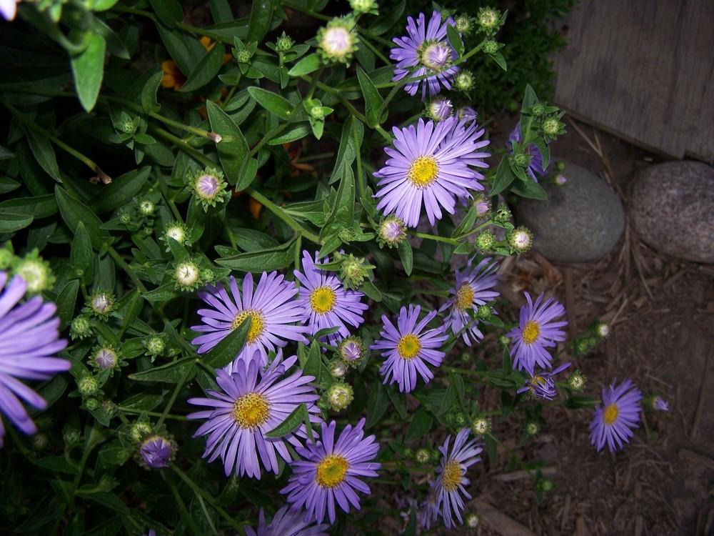 Asters: Plant Care and Collection of Varieties - Garden.org