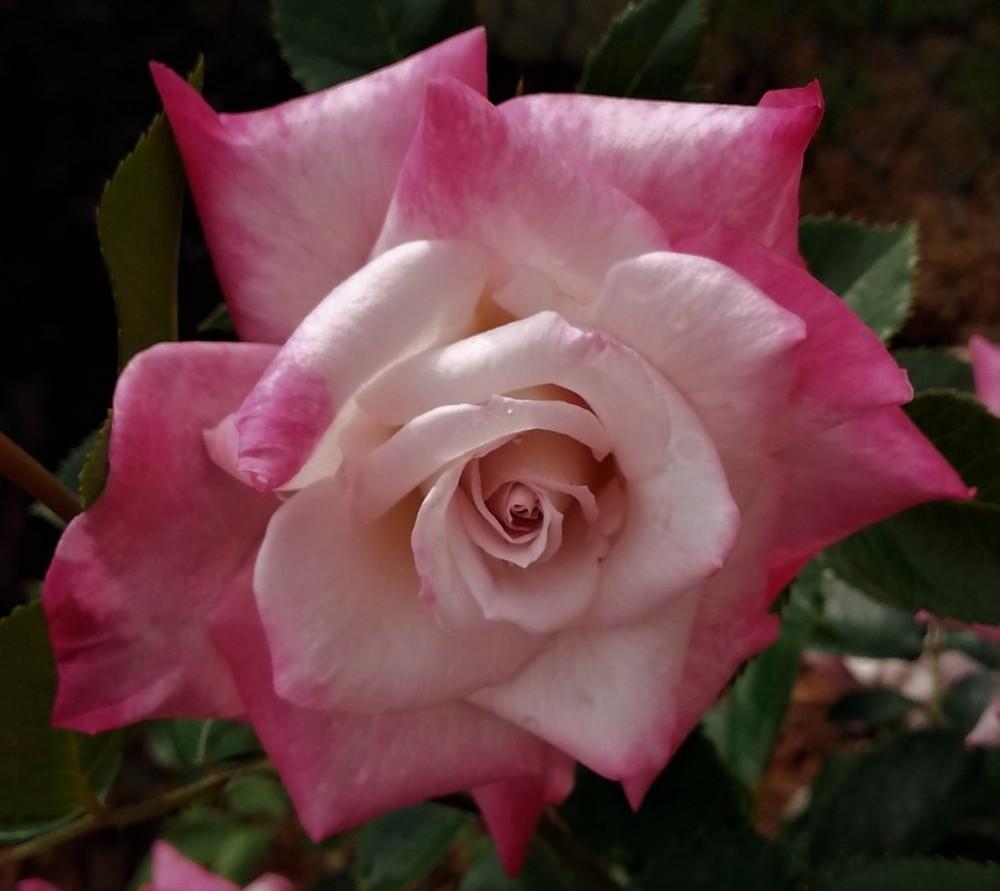 Photo of the bloom of Rose (Rosa 'Good Ole Mountain Dew') posted by ...