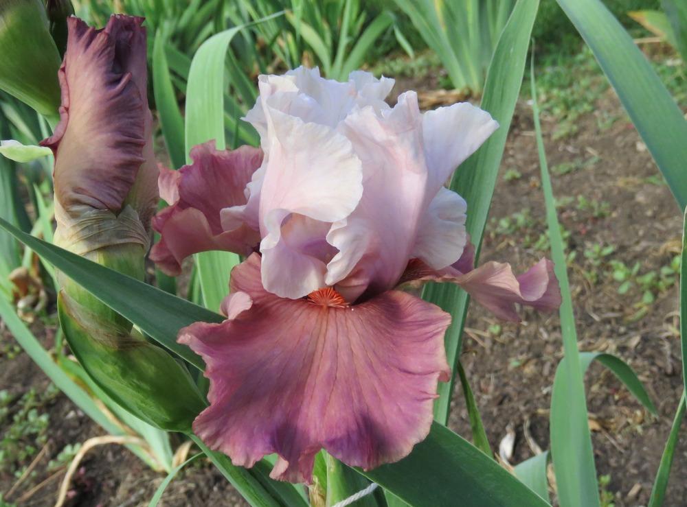 Photo of the bloom of Tall Bearded Iris (Iris 'Sherbet Bomb') posted by ...