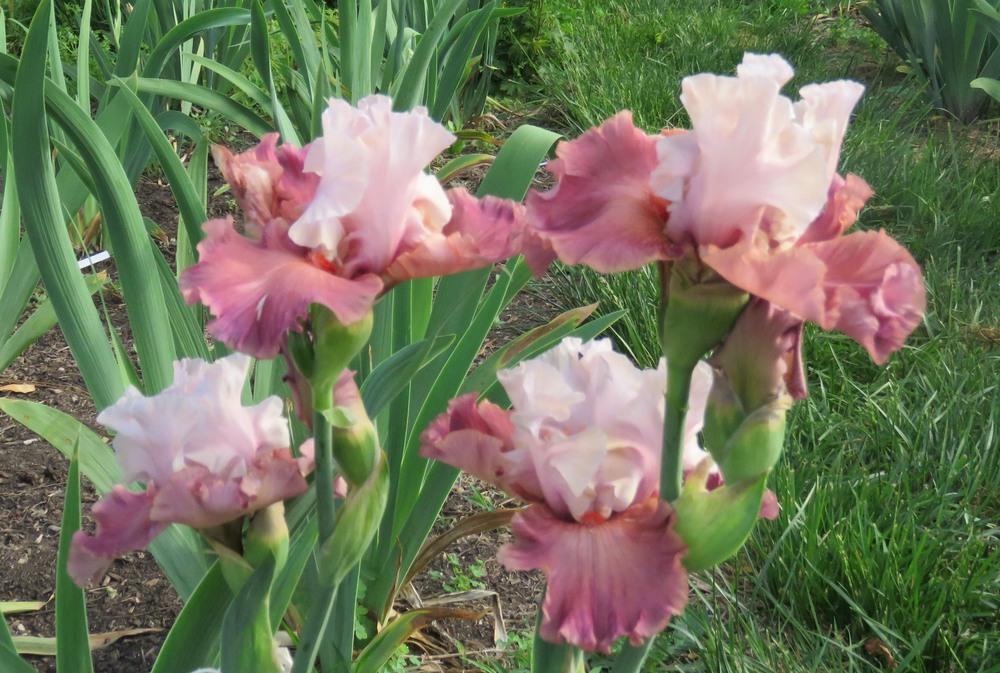 Photo of the bloom of Tall Bearded Iris (Iris 'Sherbet Bomb') posted by ...