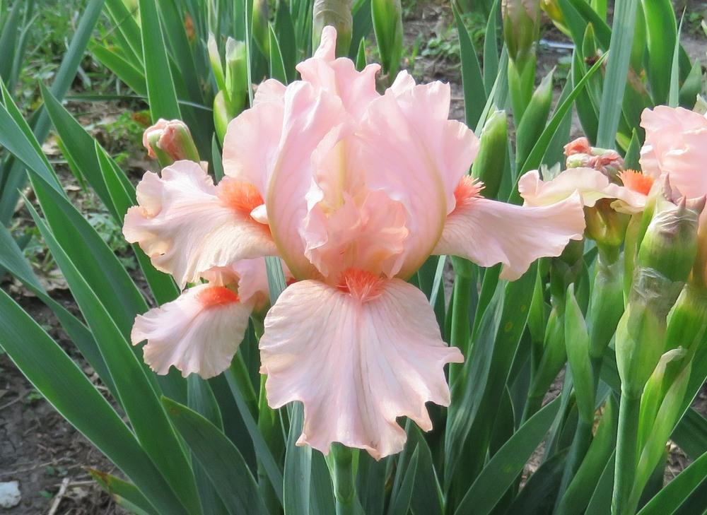 Standard Dwarf Bearded Iris (Iris 'Portland Pink') in the Irises ...