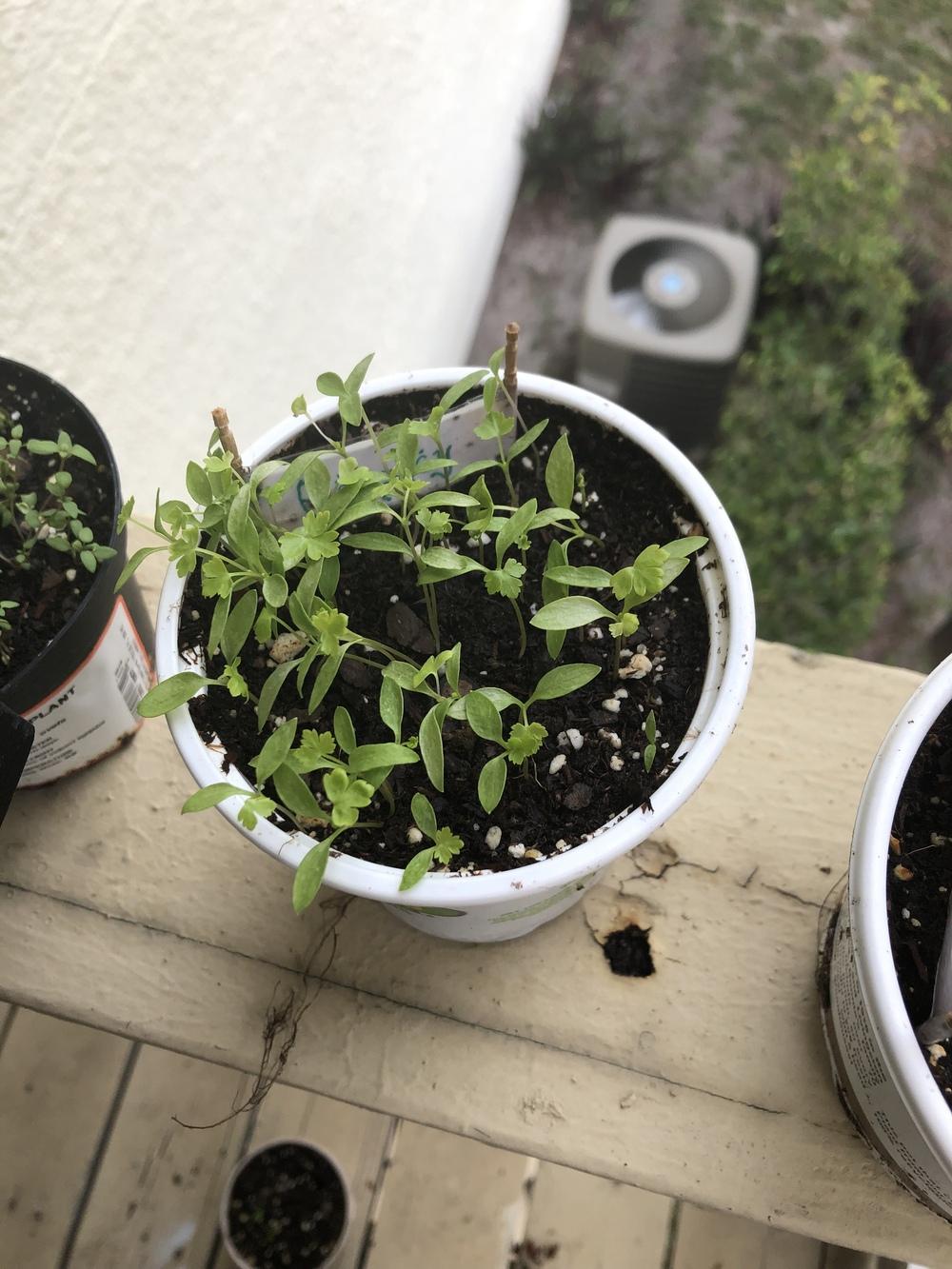 Can I bury a bent seedling deeper to help it grow? in the Ask a ...