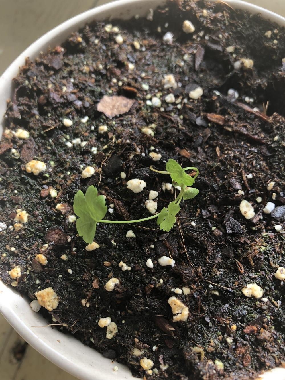 Can I bury a bent seedling deeper to help it grow? in the Ask a ...